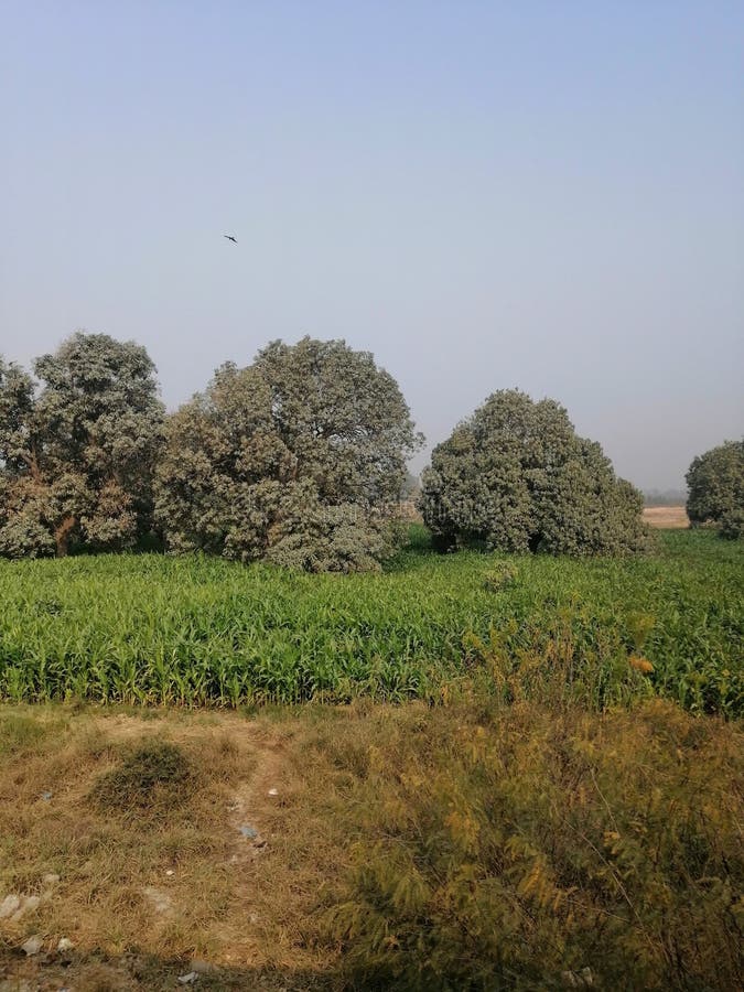 Pakistan Crops area stock image. Image of flower, hill - 238372147