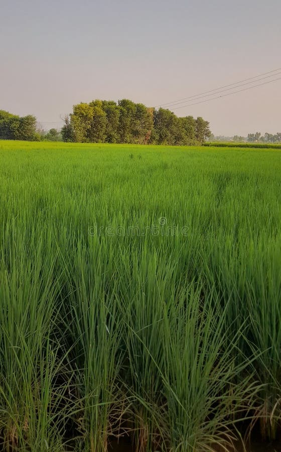 Pakistan: a Field Full of Rice in Dunning Village Stock Image - Image ...