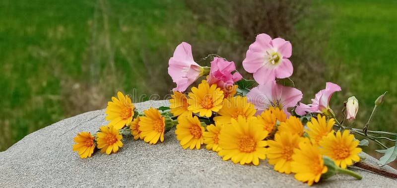 Pakistan Flowers 2020 Nature Beautiful Stock Photo - Image of nature ...