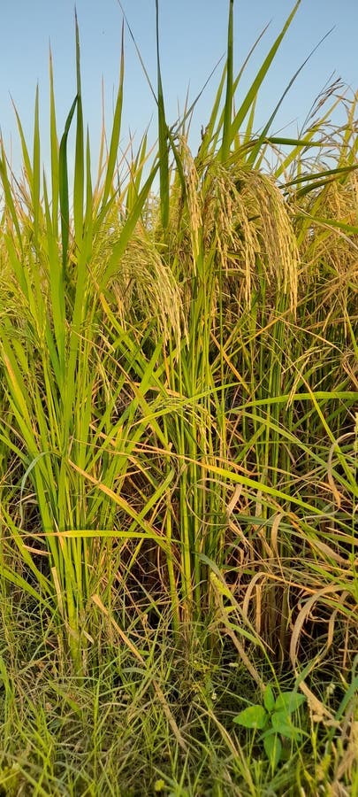Pakistan: the Rice Crop in the Field is in the Final Stages of ...