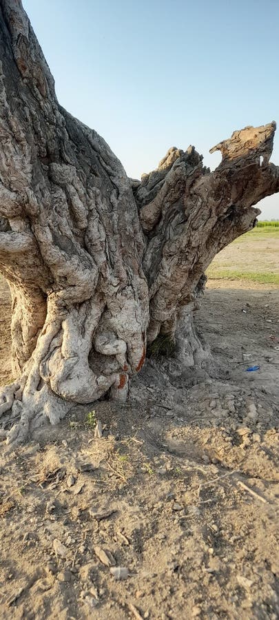 Pakistan: the Root of an Old Tree in Chak Gul Stock Photo - Image of ...