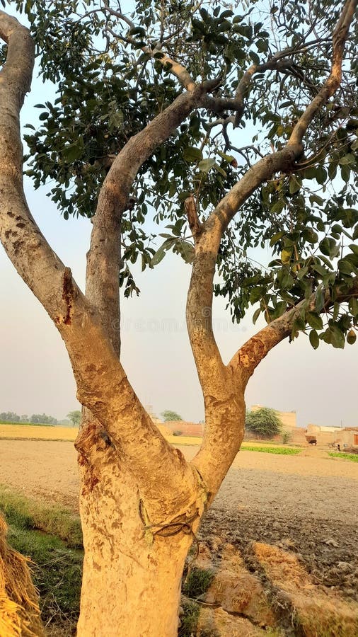Pakistan: a Sambal Tree Was Planted in the Fields of Jedke Village ...