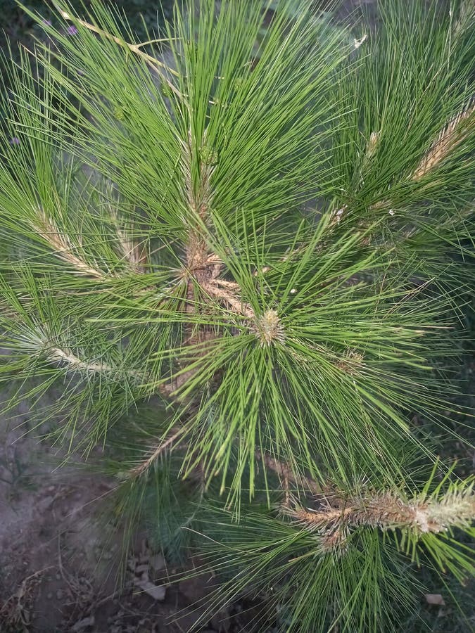 Special tree Branches stock image. Image of flower, tropics - 185250341