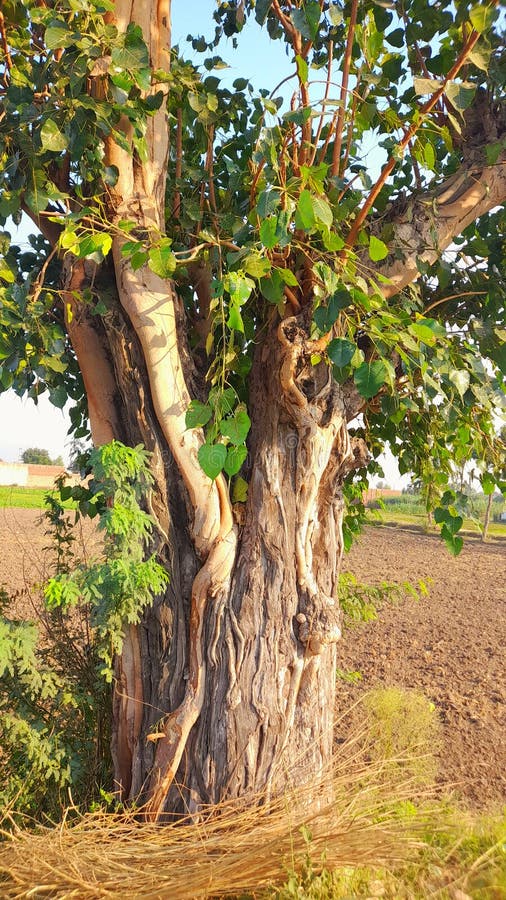 Chhata Stock Photos - Free & Royalty-Free Stock Photos from Dreamstime