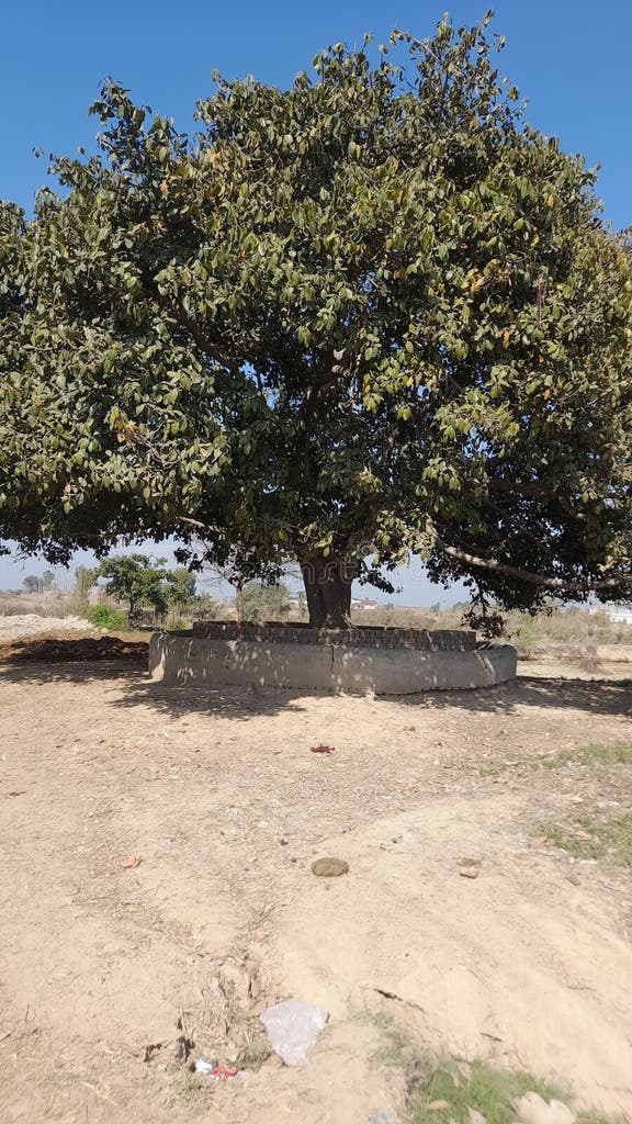 Pakistan: a View of a Bohar Tree in a Village Stock Image - Image of ...
