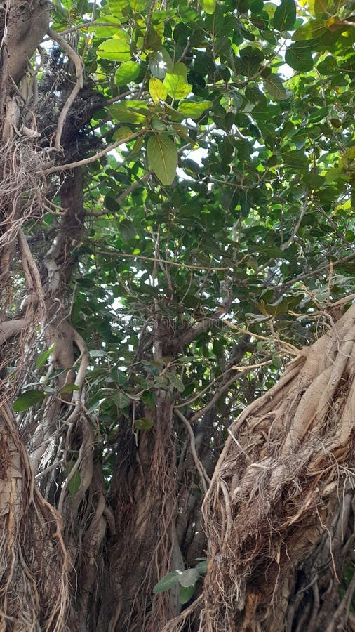 Pakistan: a View of a Banyan Tree in Chak Mughal Stock Photo - Image of ...