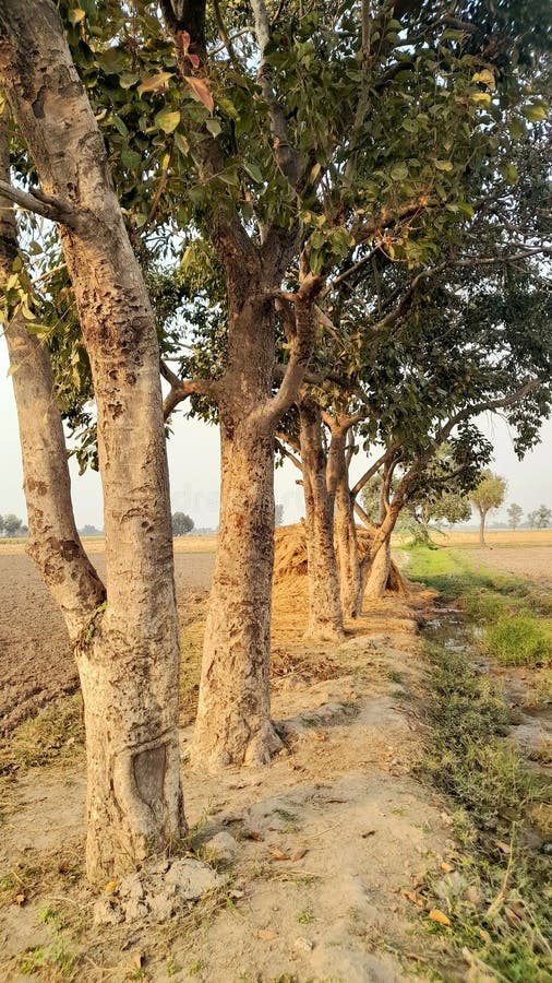 Pakistan: View of Trees Along the Farm Trail Stock Image - Image of ...