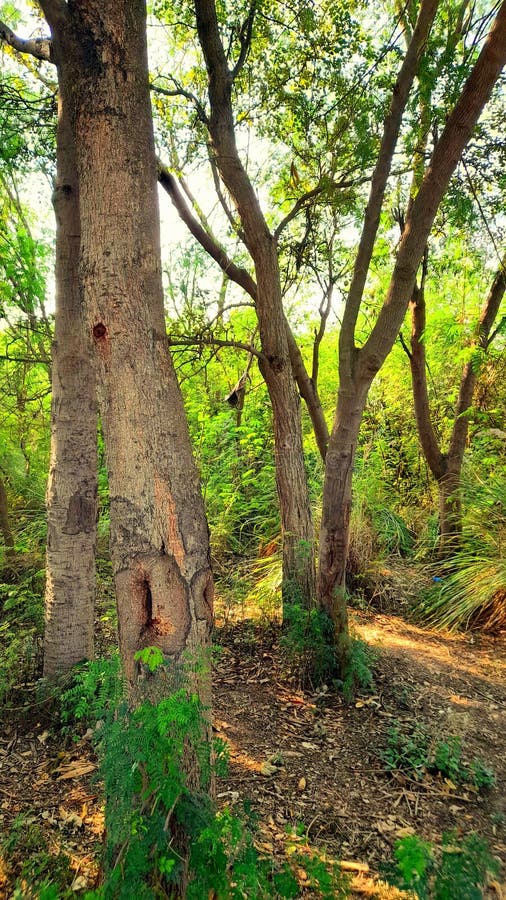 Kisuki Stock Photos - Free & Royalty-Free Stock Photos from Dreamstime