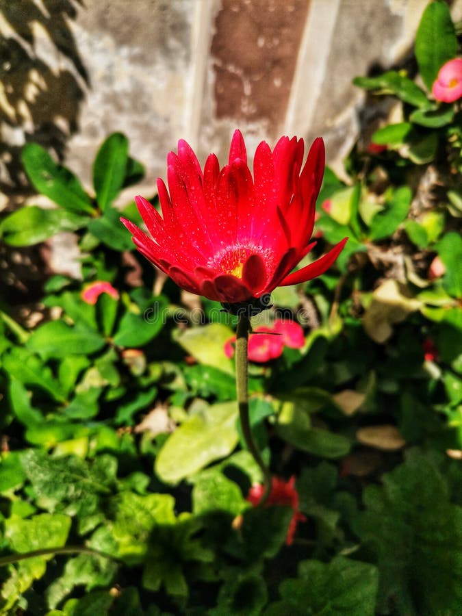 Attractive Red Spring Flower in Its Full Bloom. Stock Image - Image of ...