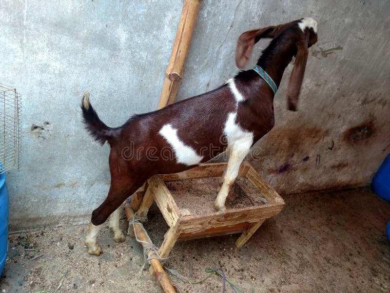 Pakistani goat stock photo. Image of cattle, pakistani - 227178582