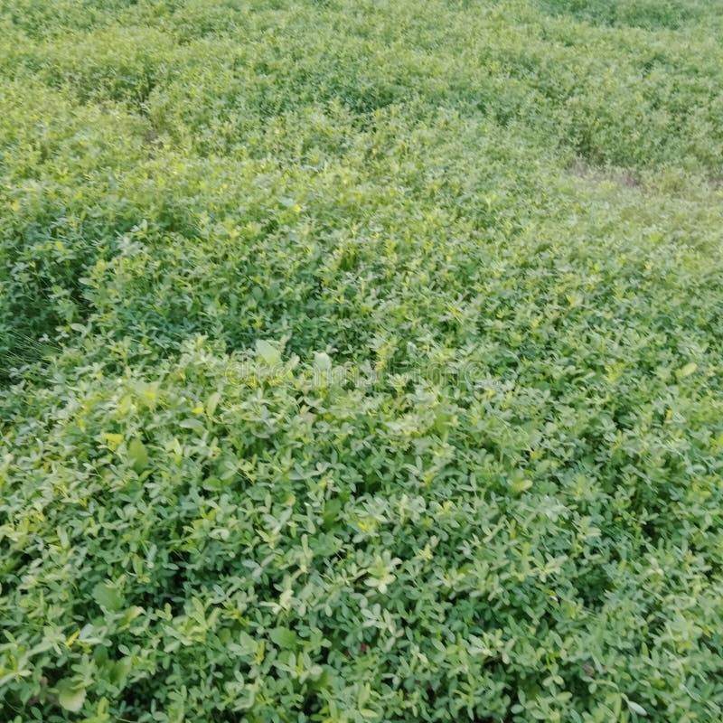 Pakistani Green Grass on the Earth Stock Image - Image of meadow, paki ...