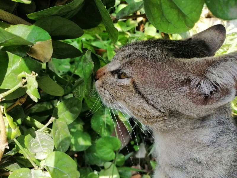 Local cat stock photo. Image of mother, generations - 134185164