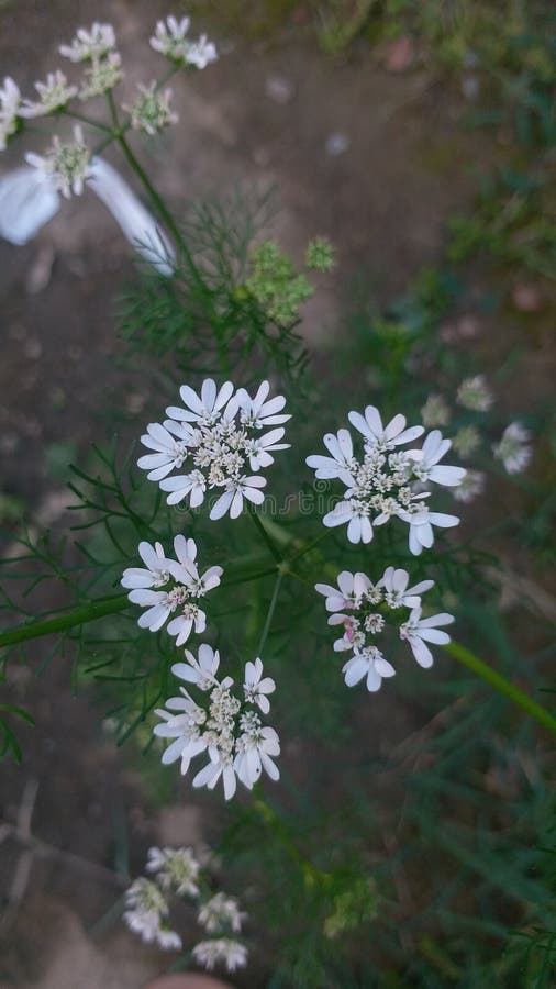 Parsley Plant with Flower Close View Stock Photo - Image of leaf ...