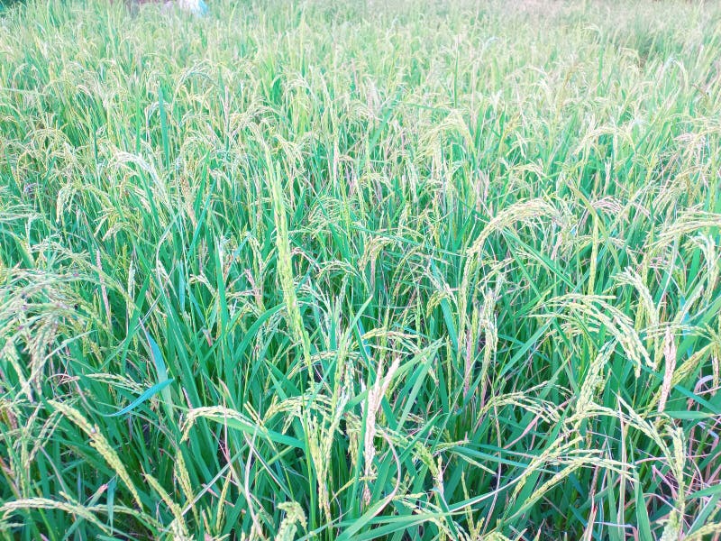 Pakistani Rice Field stock image. Image of field, crop - 256467599