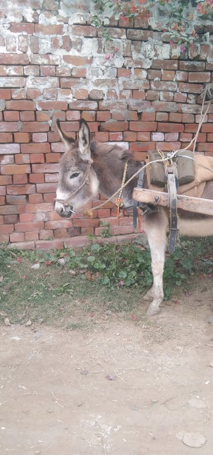 Pakistani Traditional Donkey Stock Image - Image of deer, donkey: 304075449