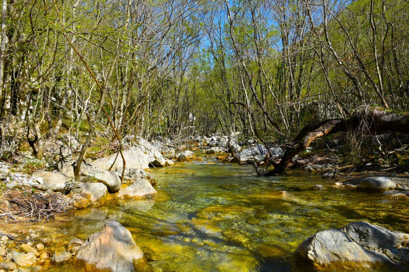 Paklenica Stream Flowing through a Forest Stock Image - Image of trees ...