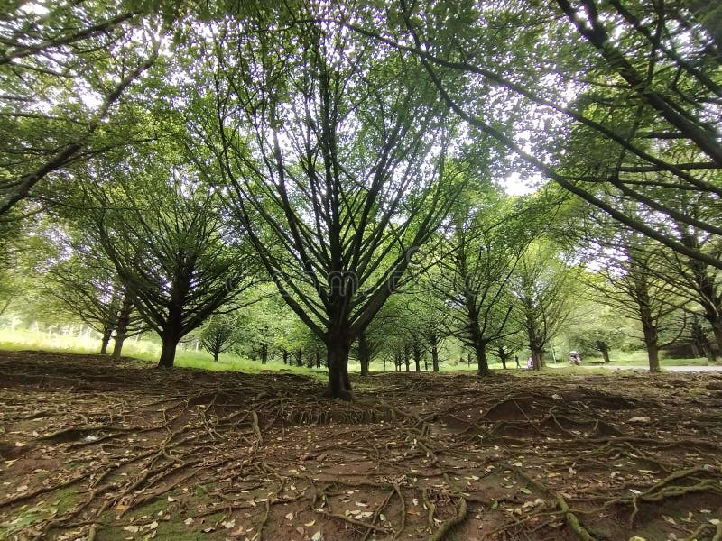 Pala Forest with Many Root and Beauty Plant Stock Image - Image of ...