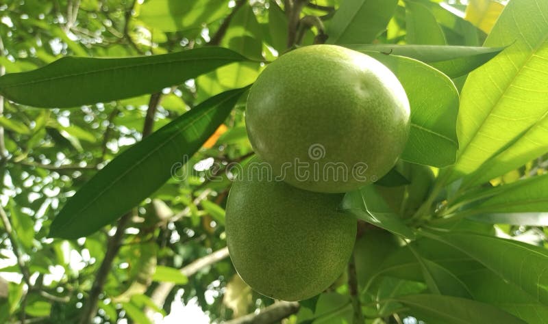 The PALA FRUIT or NUTMEG stock photo. Image of properties - 276866622