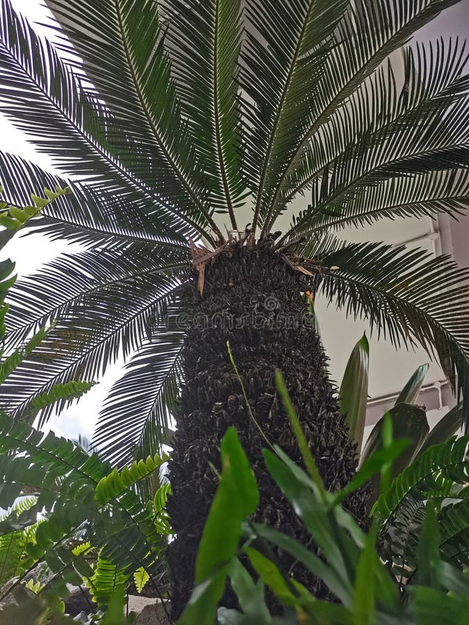 145 Pala Tree Plant Stock Photos - Free & Royalty-Free Stock Photos ...