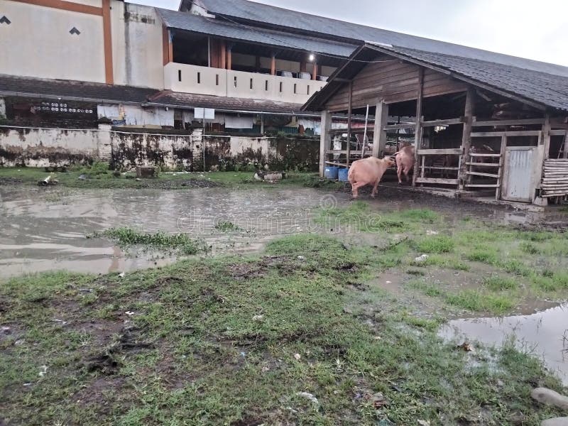 Palace Bule Buffalo in Ancient Times Stock Image - Image of vehicle ...