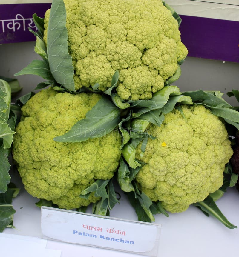 Palam Kanchan stock photo. Image of bluish, vitamin, yellowish - 38454448