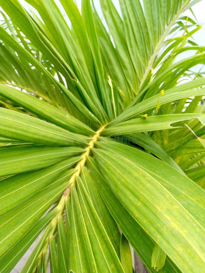 Palam Leaf Tree is Green Combed Straight Very Beautiful in Planting in ...