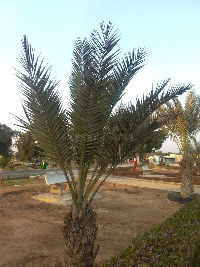 Palam Tree in a Park with Benches Stock Photo - Image of jungle, resort ...