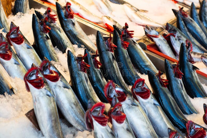 Palamut - Fresh Bonito Fish Stock Photo - Image of market, animal ...