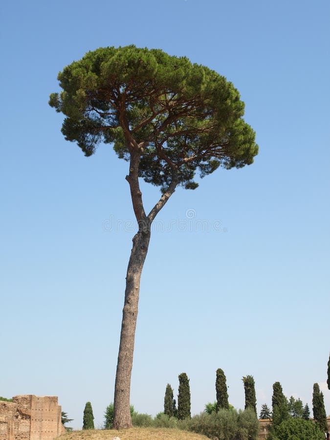 The Iconic Pine Tree Rome Italy on Palantine Hill with Bright Blue ...