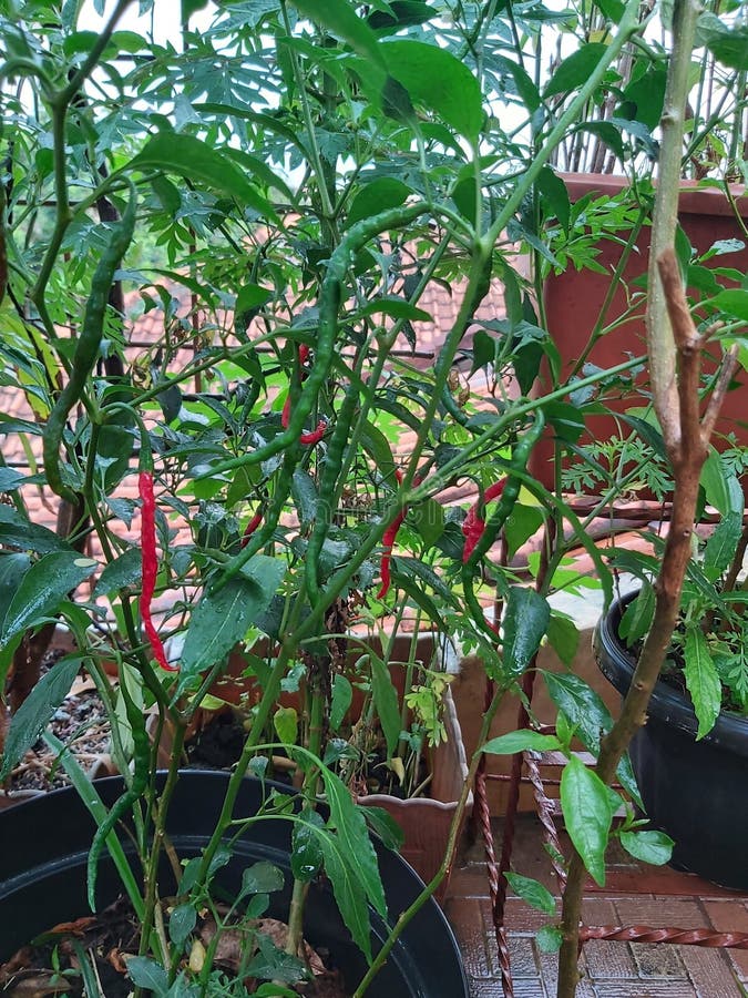 Palanting Chili Tree, Very Nice Right ? so Happy at Take it from My ...