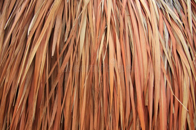 Palapa texture stock photo. Image of brown, palapa, closeup - 30877982