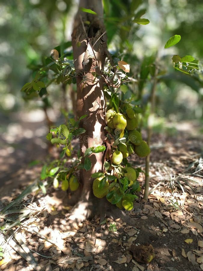 Palapalam Fruit in Our Land Stock Image - Image of fruit, land: 231946213