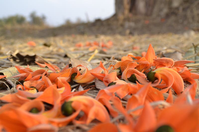 Palas Tree of Indian Origin. Stock Image - Image of awesome, origin ...