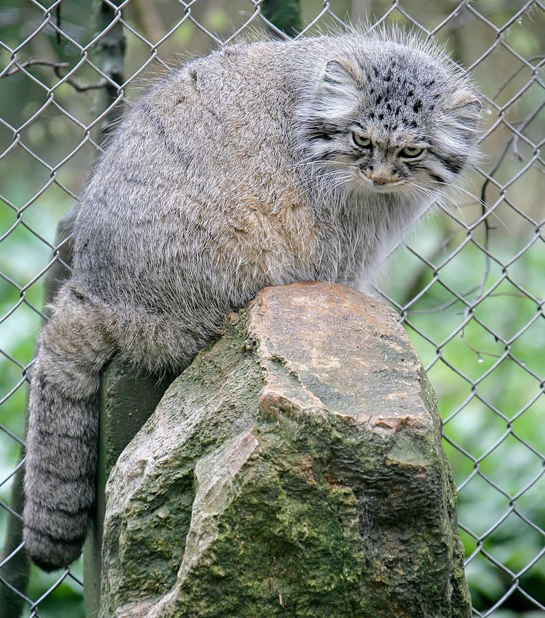 Palas`s Cat 2 stock photo. Image of seize, ecology, smart - 2253578