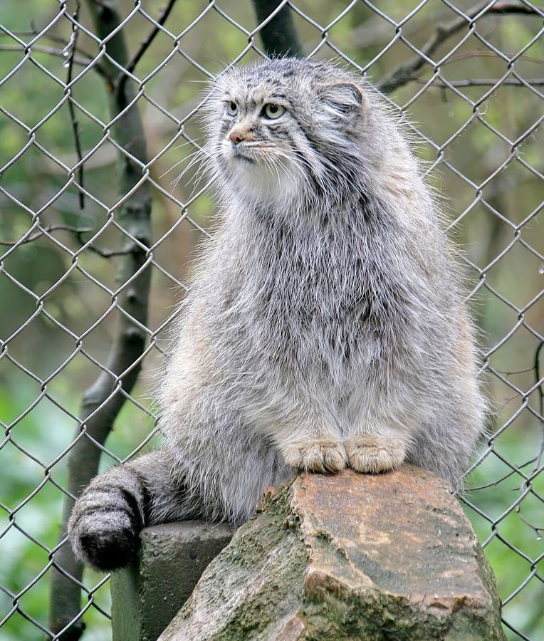 Pallas Cat (lat. Felis Manul) Stock Image - Image of beast, animal: 9118139