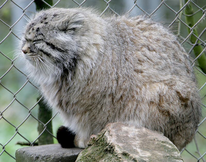 Pallas Cat (lat. Felis Manul) Stock Image - Image of beast, animal: 9118139