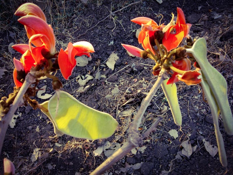 Palas Tree of Indian Origin. Stock Image - Image of awesome, origin ...
