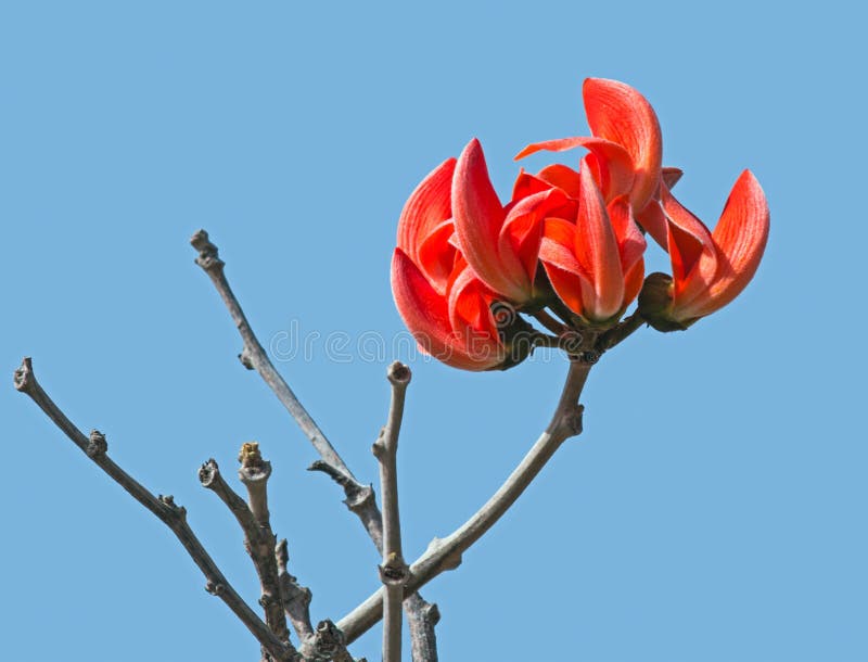 Palash Flower