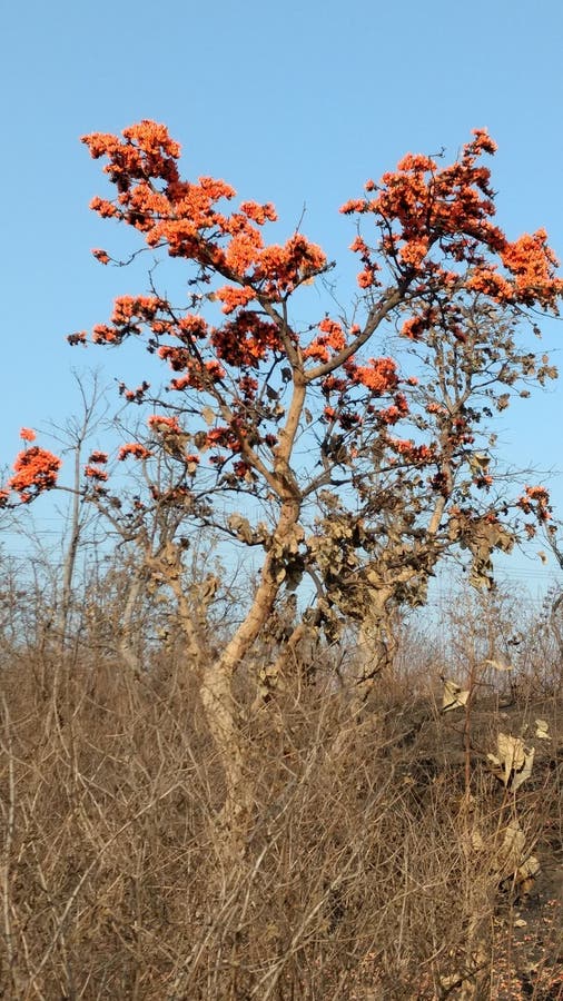 Palash Flower Trees At West Bengal, India Stock Photo - Image of indian ...