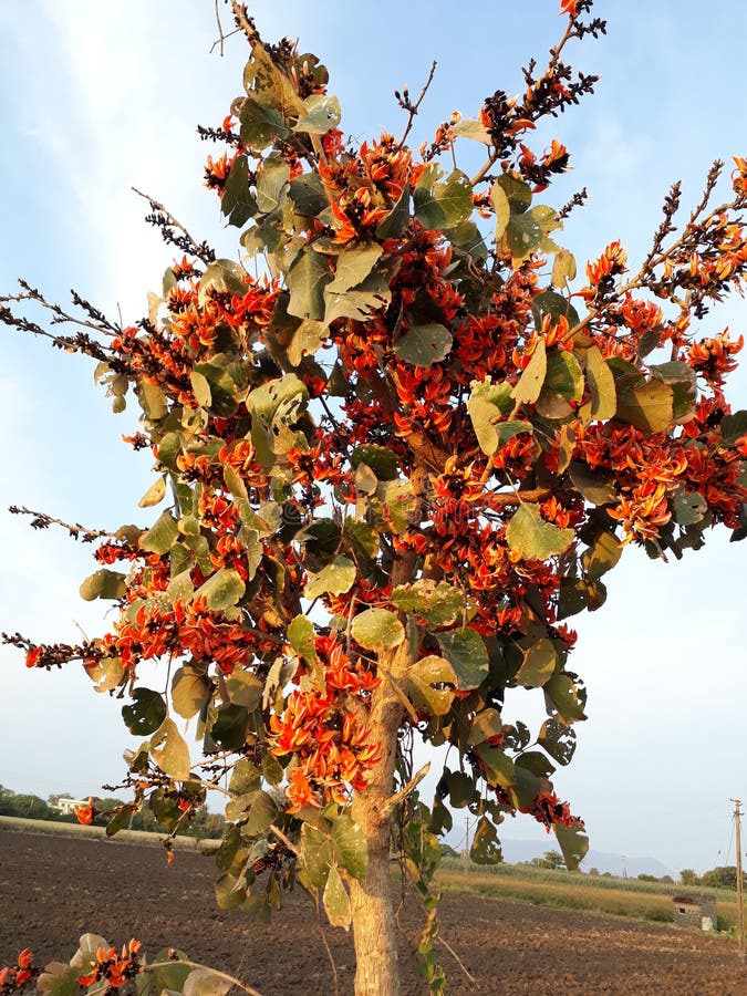 851 Palash Tree Stock Photos - Free & Royalty-Free Stock Photos from ...