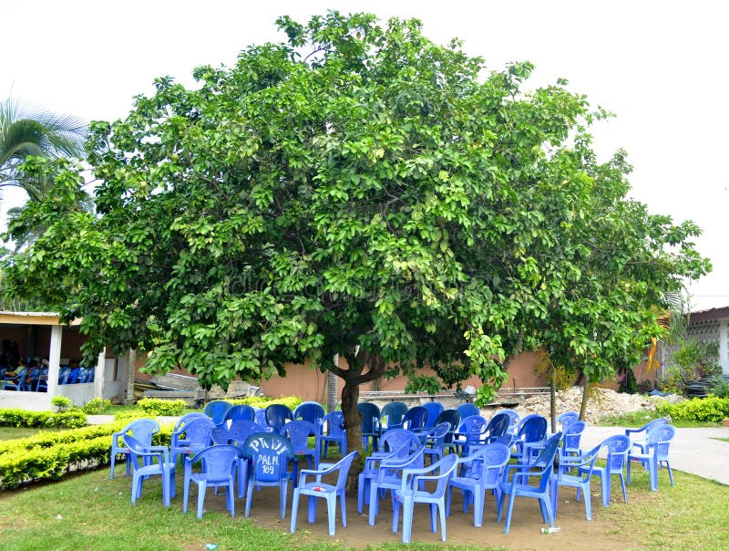 Palaver tree stock image. Image of village, solve, palaver - 71117199