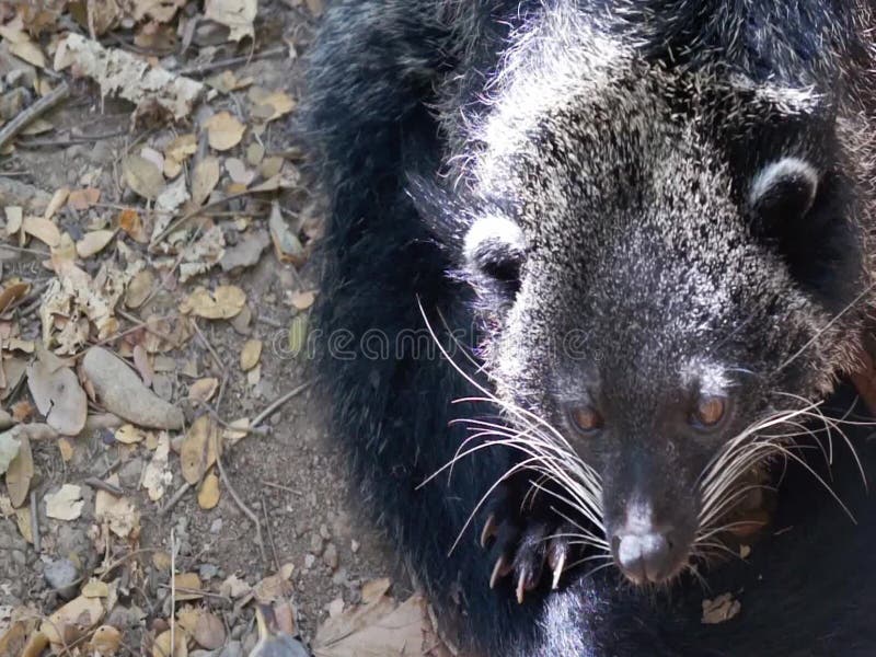 Palawan Bear at the Zoo. Binturong . Palawan Island . Stock Video ...