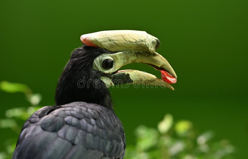 Palawan Hornbill Animals Birds Zoo Stock Image - Image of black ...