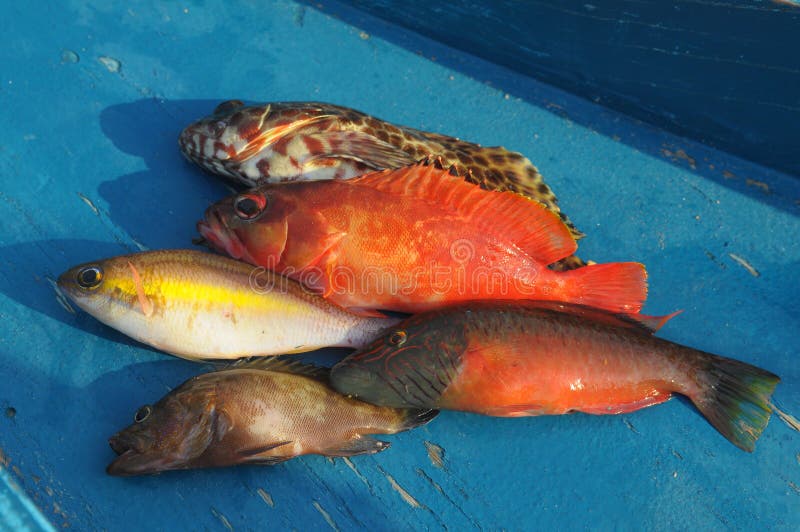 Palawan island stock image. Image of animal, mouth, place - 23175699