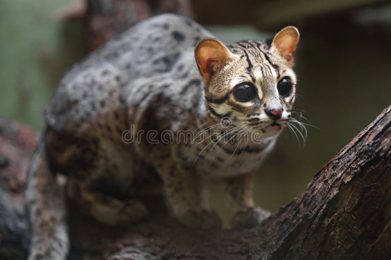 Palawan leopard cat stock photo. Image of ground, fluffy - 269687462
