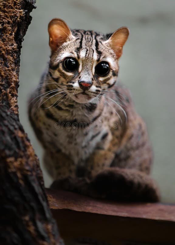 Palawan leopard cat stock photo. Image of brown, leopard - 269687472