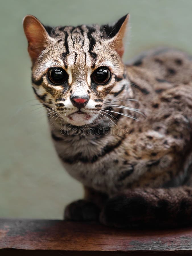 Palawan leopard cat stock photo. Image of mammal, hair - 269687480