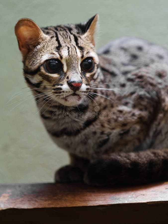 Palawan leopard cat stock image. Image of fluffy, kitty - 269687489