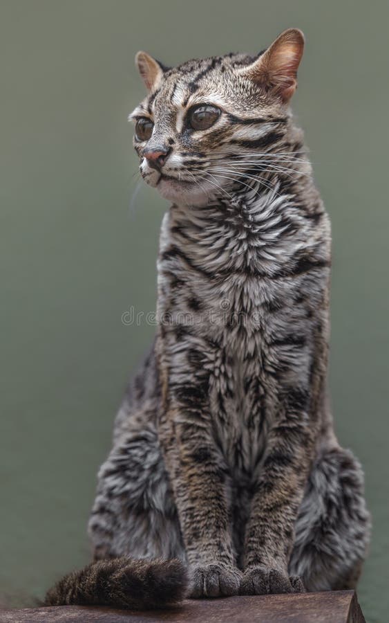 Palawan leopard cat stock photo. Image of small, kitten - 118549266