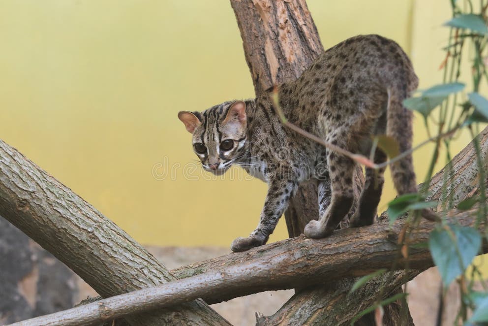 Palawan leopard cat stock photo. Image of mammal, animal - 118549284
